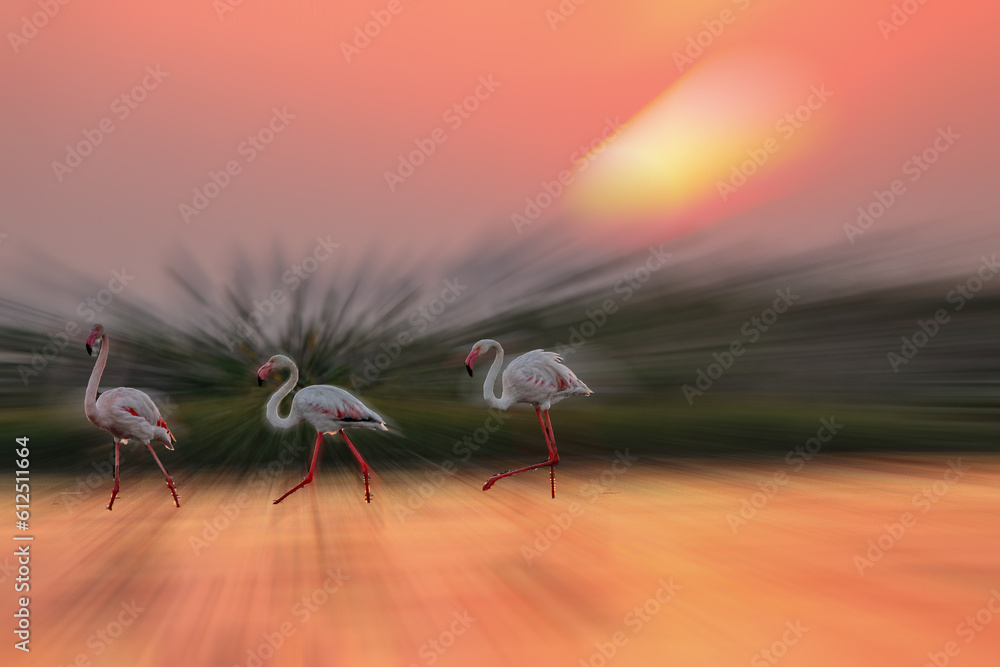 Beautiful flamingo near back water. wall mounting of flamingo bird ...