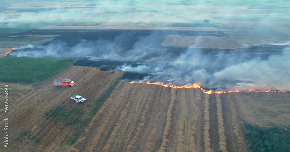 Field fire, dy grass buring among the green rice and wheat fields ...
