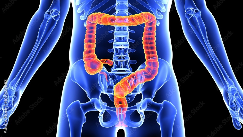 Human body diagram with guts highlighted Stock Illustration | Adobe Stock