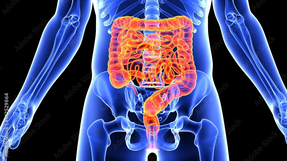 Human body diagram with guts highlighted Stock Illustration | Adobe Stock