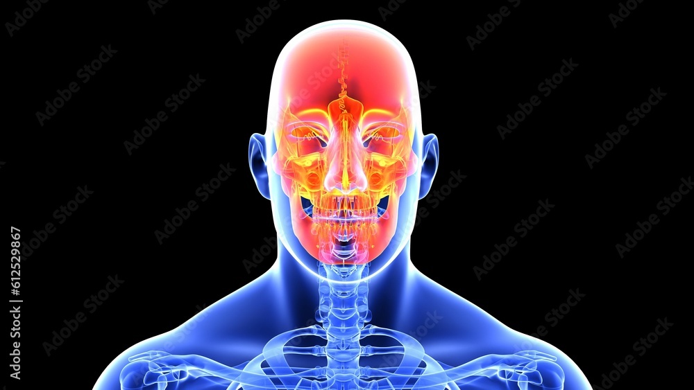 Human body diagram representing the headache Stock Illustration | Adobe ...