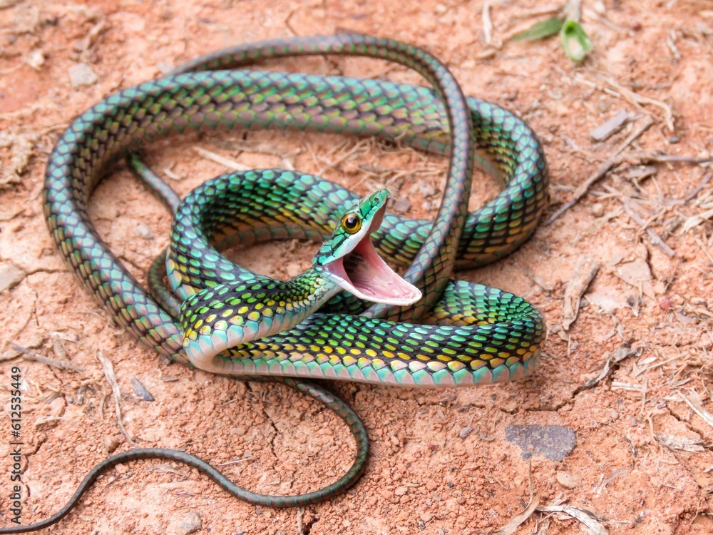 Green Mexican parrot snake (Leptophis mexicanus) with an open mouth on ...