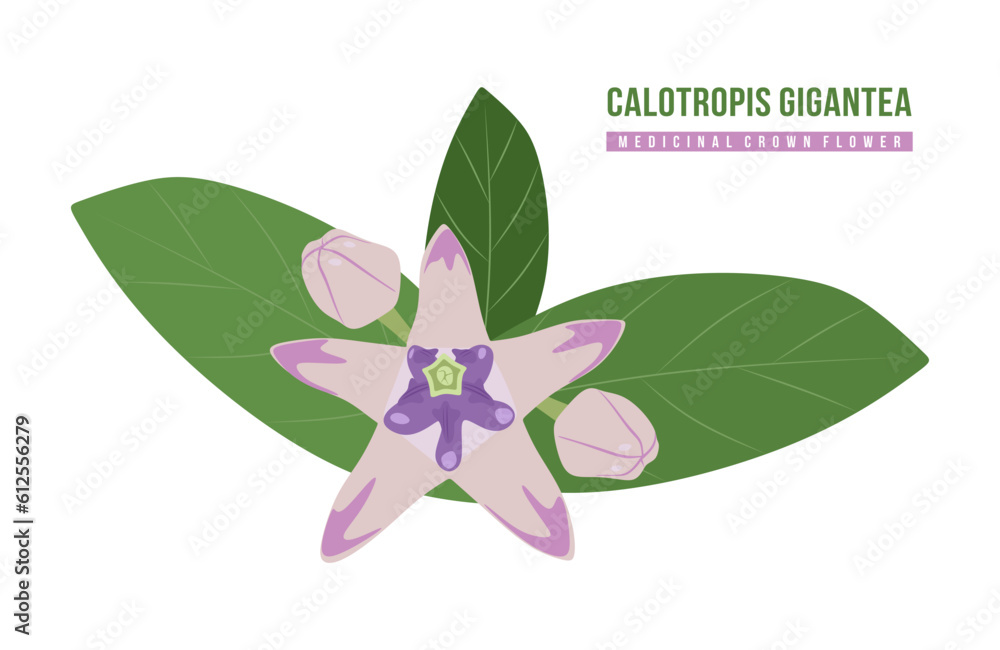 Calotropis gigantea or crown flower in flat vector illustration ...