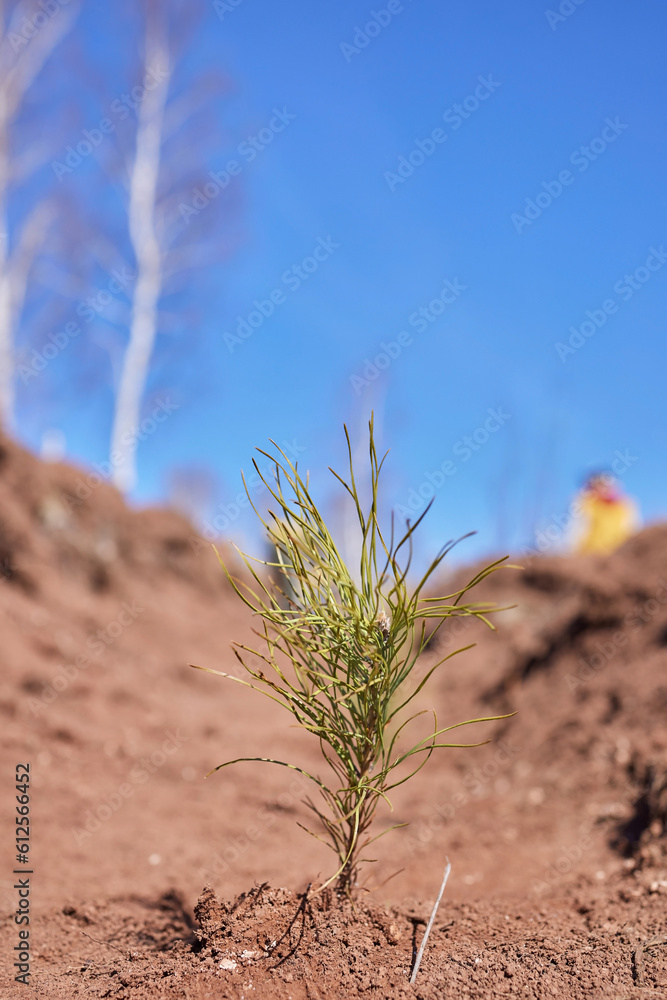 Afforestation and regrow forests. Young pine planted regrowth on plot ...