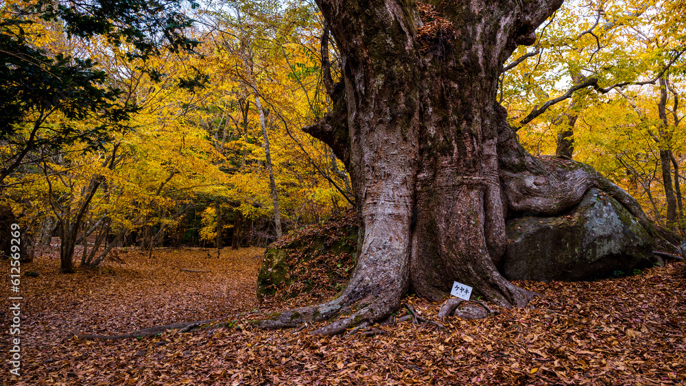 紅葉に映える男池湧水群 岩を抱くケヤキの大木 Oike spring water group that shines in autumn ...
