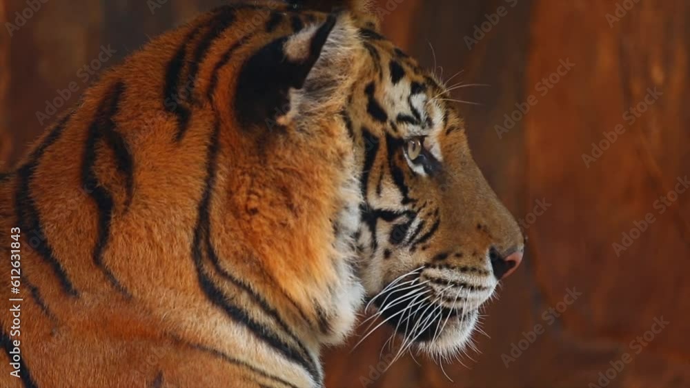 Close up detail portrait of bathing sun tiger. Beautiful face portrait ...