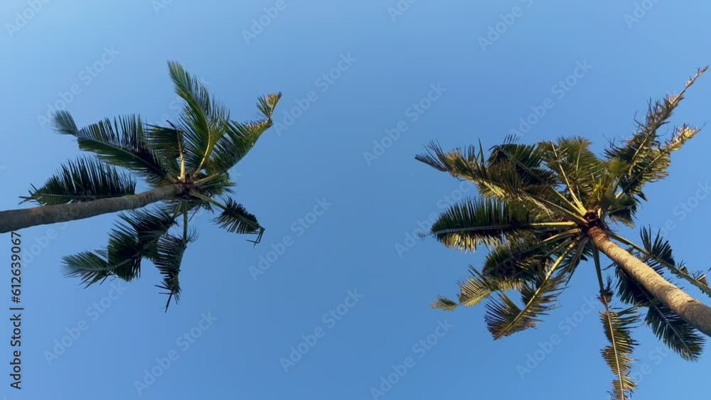 beautiful green palm trees against blue sky with copy space. Summer ...