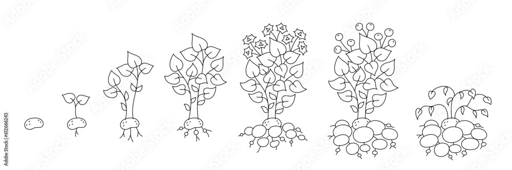 Potato growing cycle. Growing stages. Harvest potatoes progression ...