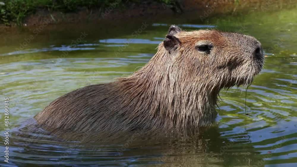 The capybara, Hydrochoerus hydrochaeris is the largest extant rodent in ...
