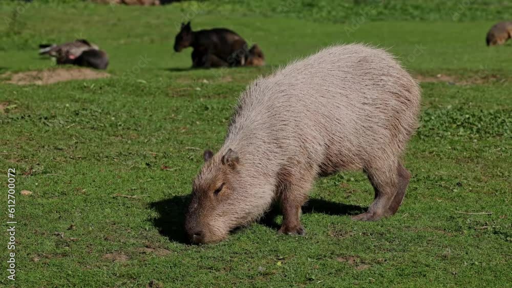 The capybara, Hydrochoerus hydrochaeris is the largest extant rodent in ...