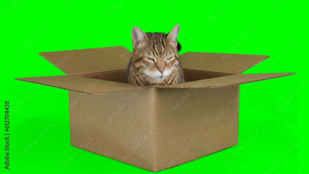 Close-up view of 4K Bengal cat sitting inside a cardboard box on green ...