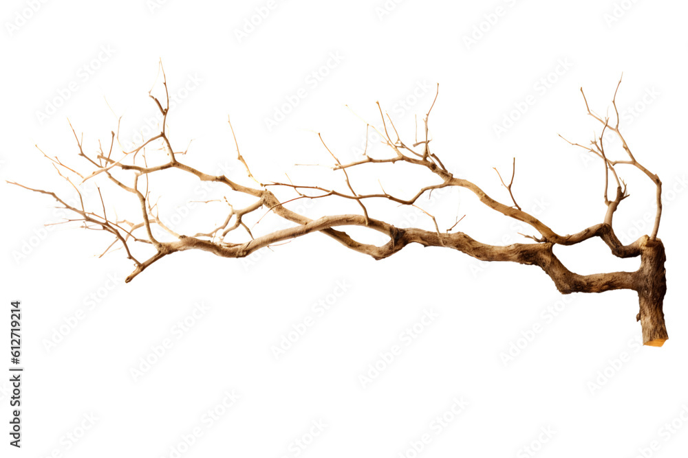 Dry tree branch isolated on white background. Broken branches isolated ...