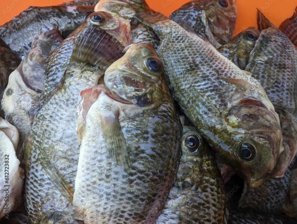Tilapia. Freshwater Fish. In Indonesia also known as Ikan Nila or ...