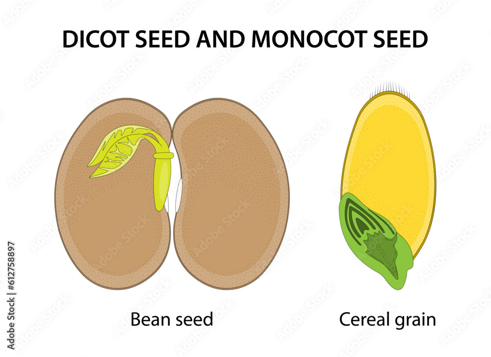 Dicot seed and Monocot seed: similarities and differences. Stock Vector ...
