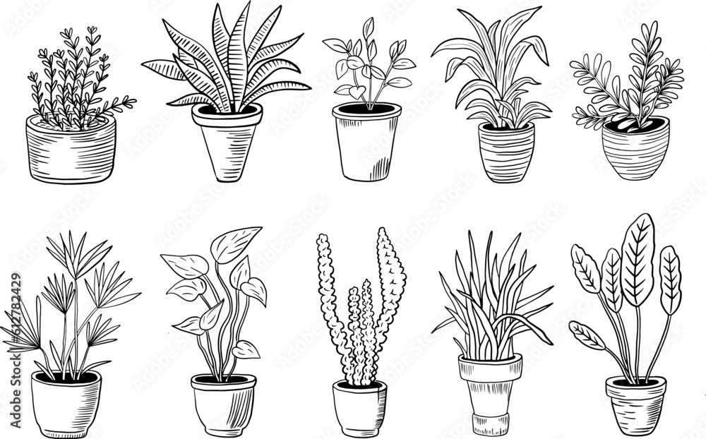 Houseplants flower set. Hand drawing collection of houseplants flower ...