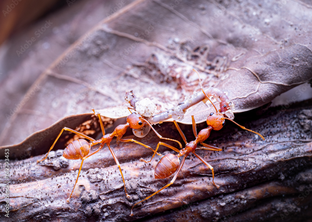 Red ants or Oecophylla smaragdina of the family Formicidae carrying ...