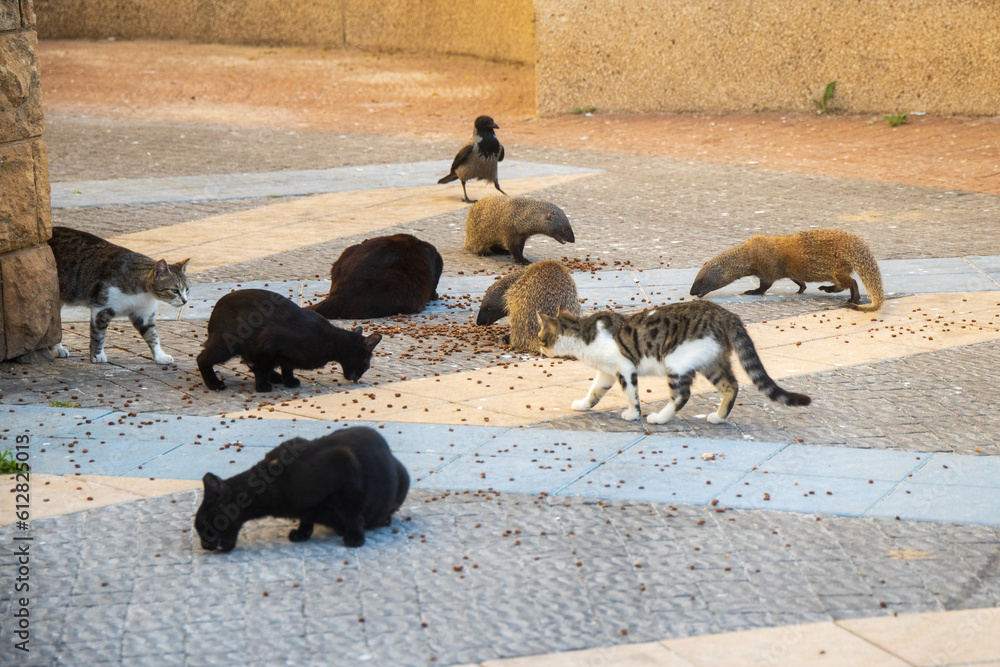 Mongoose life on city streets Stock Photo | Adobe Stock