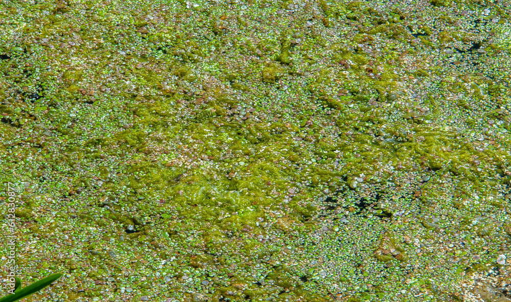 algae pond, Harmful algal bloom (NAV) is water bloom, which causes ...