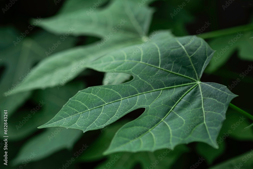 Tree spinach, Caya, or Cnidoscolus chayamansa texture. Green leaf ...