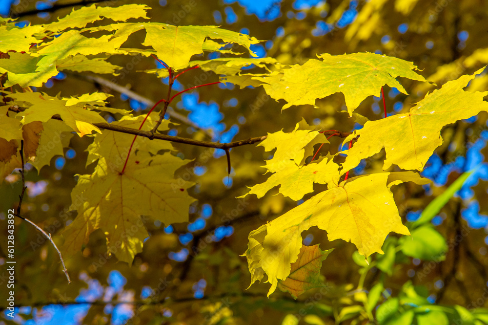 Autumn maple leaf, a flattened structure of a higher plant, similar to ...