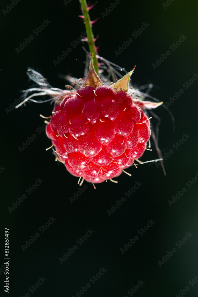 Raspberry. It's time to rejoice - it's finally raspberry season. There ... Raspberry. It's time to rejoice - it's finally raspberry season. There ...