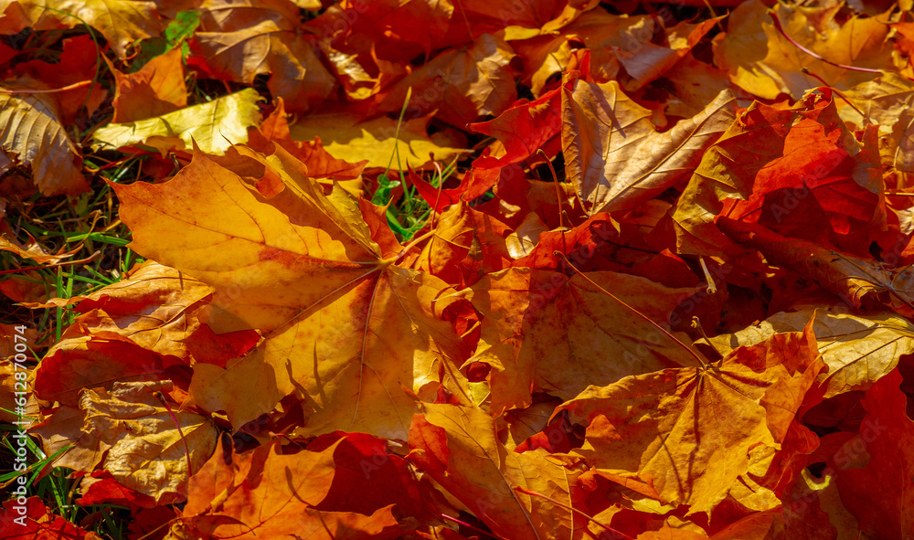 Autumn maple leaf, a flattened structure of a higher plant, similar to ...