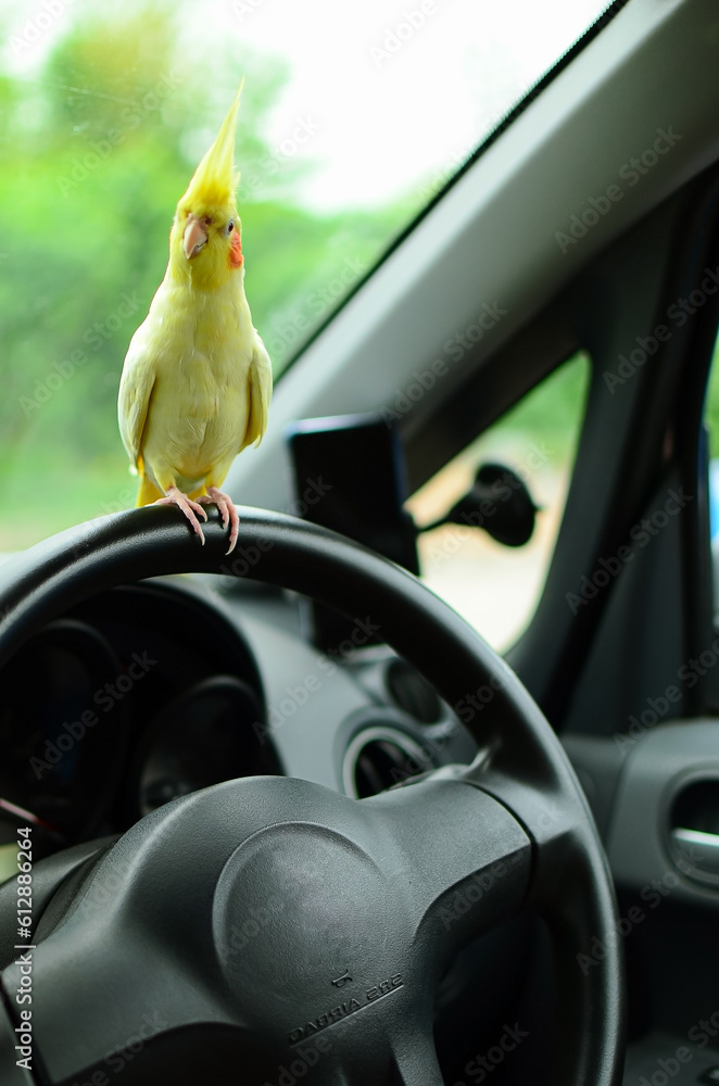 Cute pet parrot.Beautiful bird.Cockatiel parrot.Beautiful photo of a ...