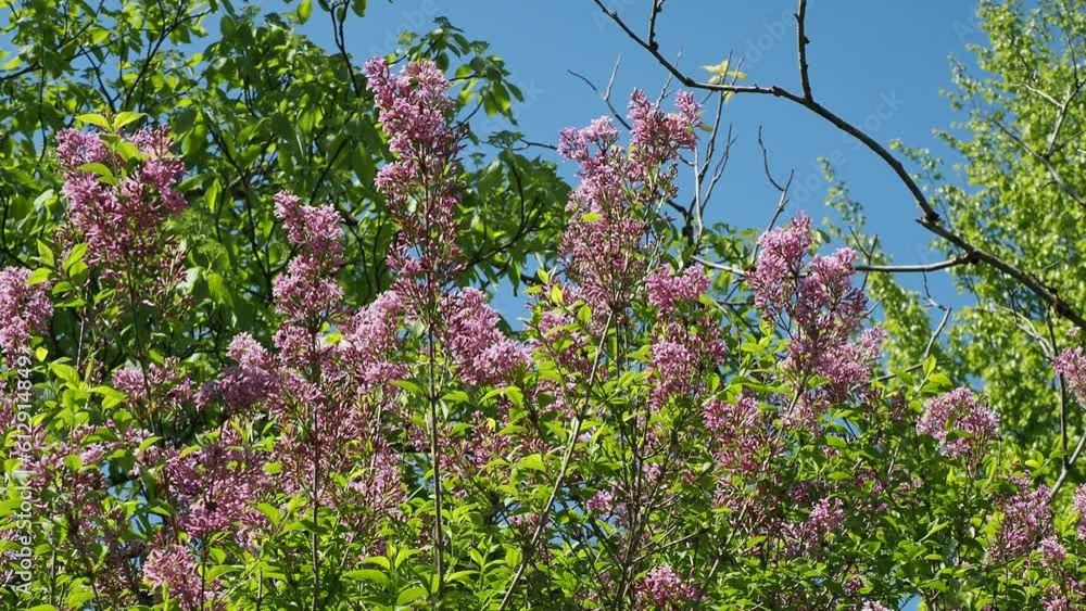 Syringa Microphylla - Flowering hedge of Littleleaf lilac 'Superba with ...