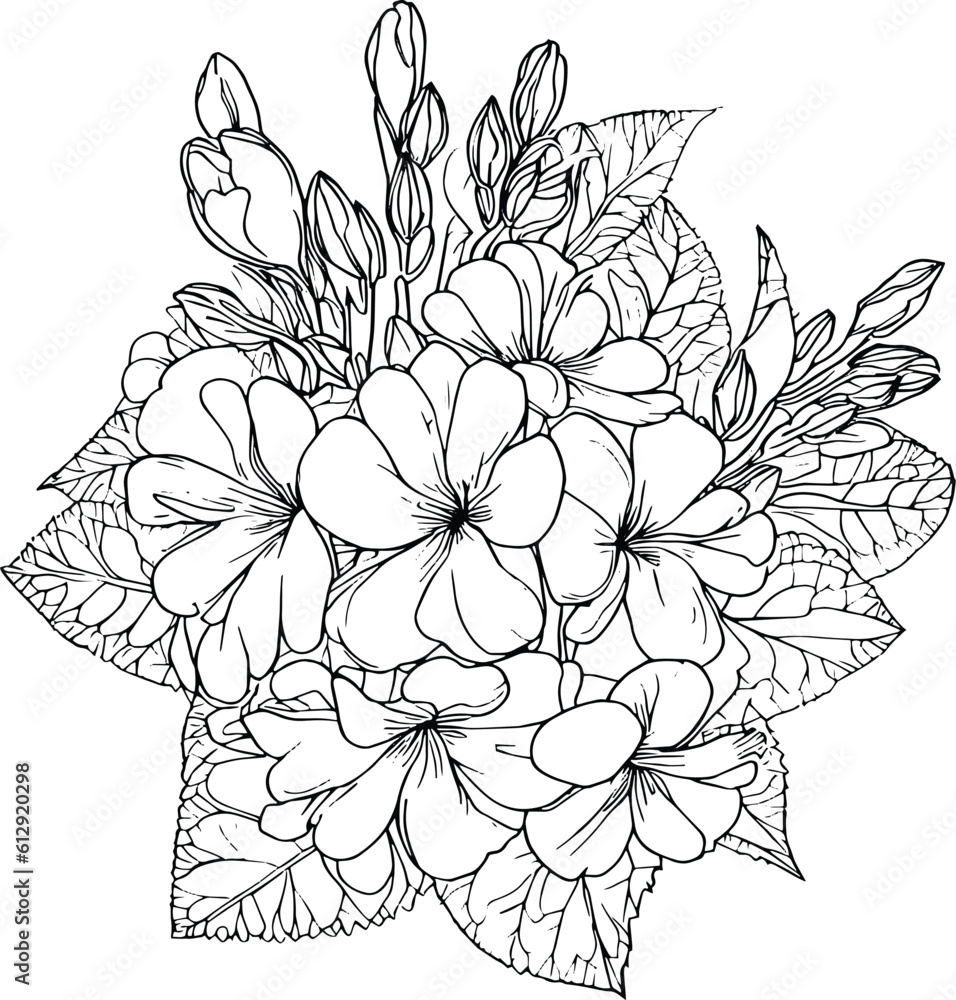 Hand-drawn beautiful primula flower drawing, primrose flower coloring ...