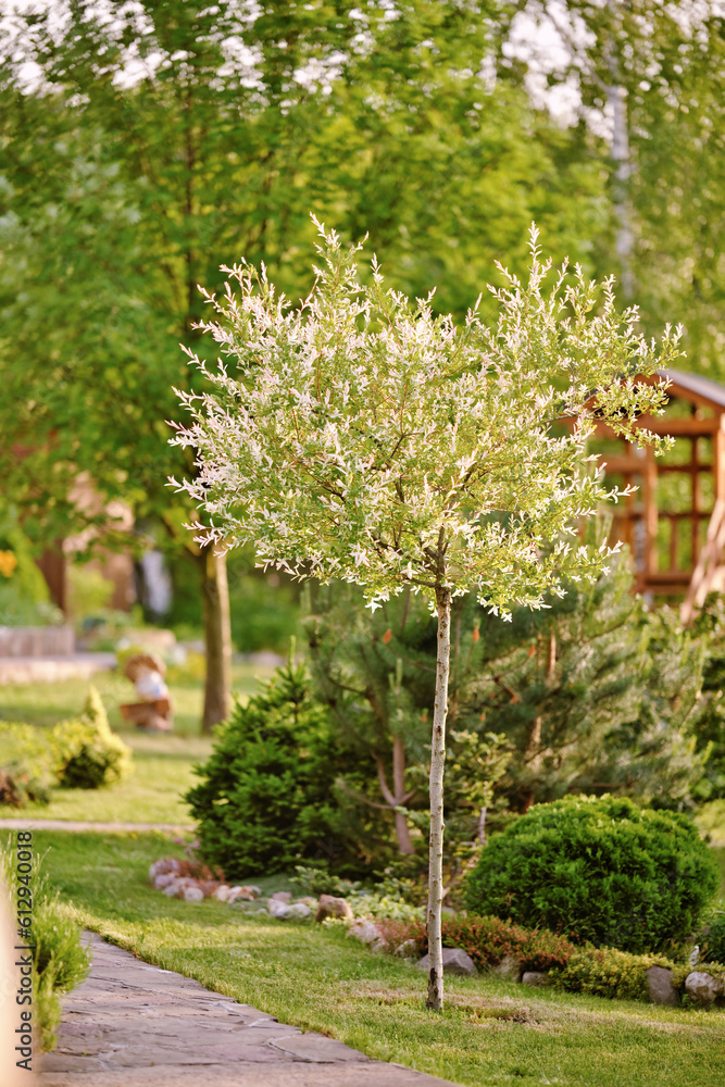 Japanese dappled willow Hakuro-Nishiki in landscaped garden. Willow ...