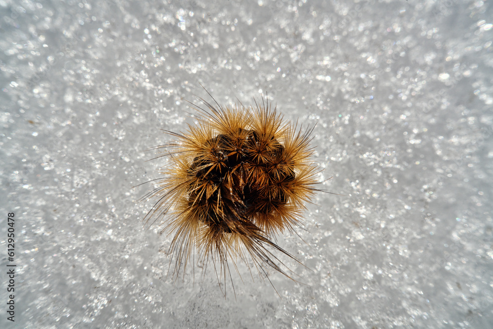 Caterpillar winter moth (Agrotis segetum) on ice. The hairy prickly ...