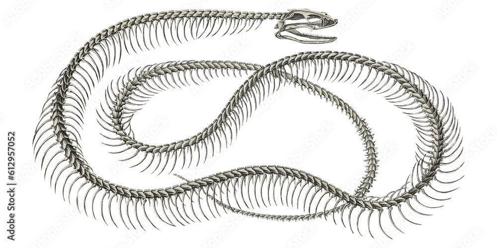Animal Bones Nightfall Viper: Snake Skeleton Illustration Anatomy ...