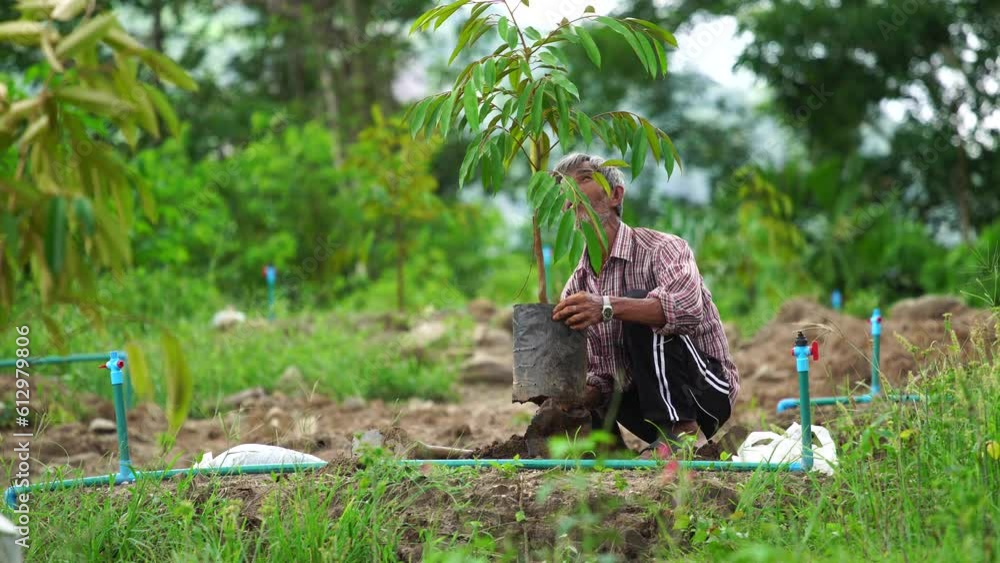 Middle-aged farmer planting durian tree by burying durian tree in his ...
