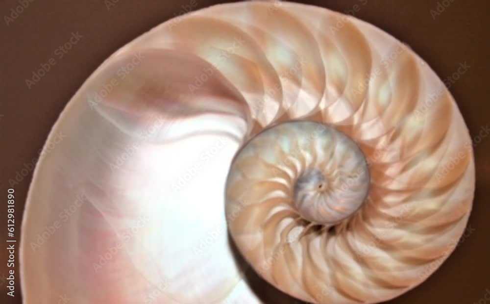 nautilus shell stock Fibonacci footage video clip turning golden ratio number sequence natural ...