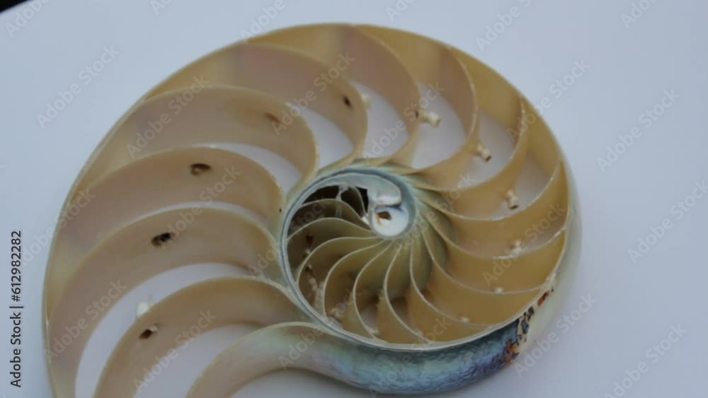nautilus shell stock Fibonacci footage video clip turning golden ratio number sequence natural ...