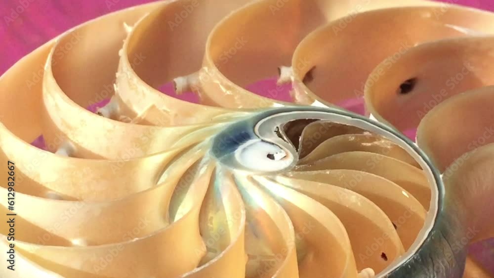 nautilus shell stock Fibonacci footage video clip turning golden ratio number sequence natural ...