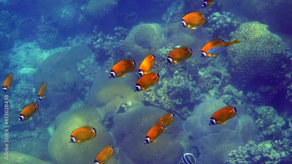 School of bright yellow butterflyfish gracefully swim through ...