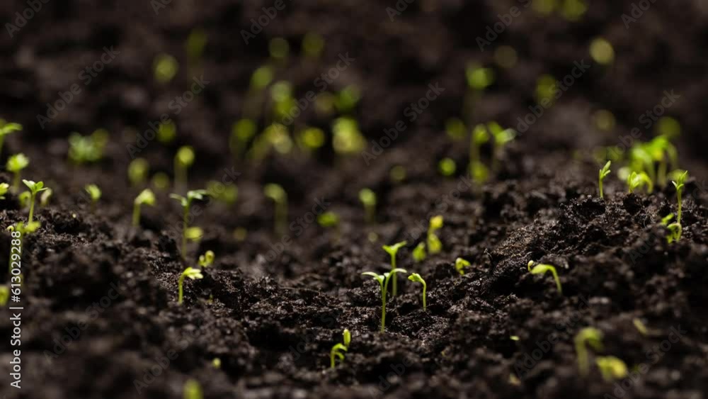 Fresh Green Plants Growing In Time Lapse Cress Salad Sprouts ...