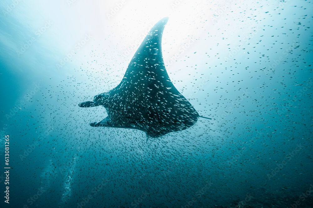 Manta ray swimming gracefully in the Indian Ocean at the Maldives Stock ...