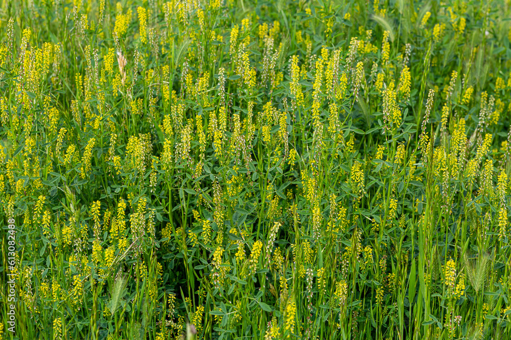 Melilotus indicus. Annual yellow sweetclover plants with yellow ...