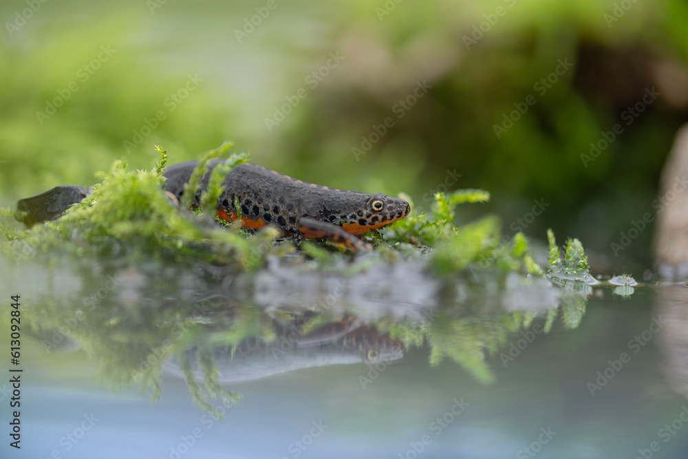 Alpine newt male in the breeding season ready to dive (Ichthyosaura ...