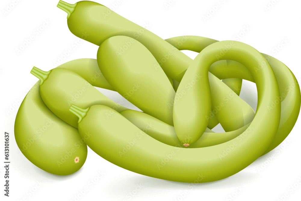 Group of Tromboncino Squash or trombetta squash. Zucchino or zucchetta ...