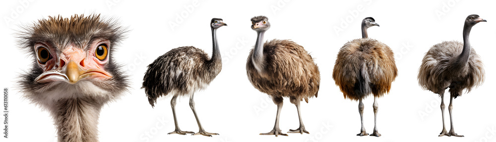 Ostrich bird, many angles and view portrait side back head shot ...