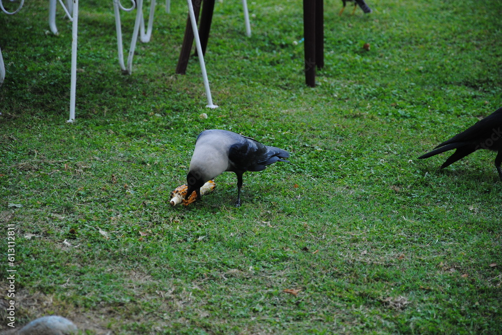 crow eating Stock Photo | Adobe Stock