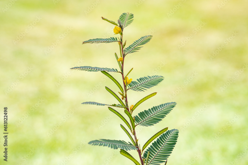 Plants at the Pearl Harbor Visitor Center, Honolulu, Oahu, Hawaii ...