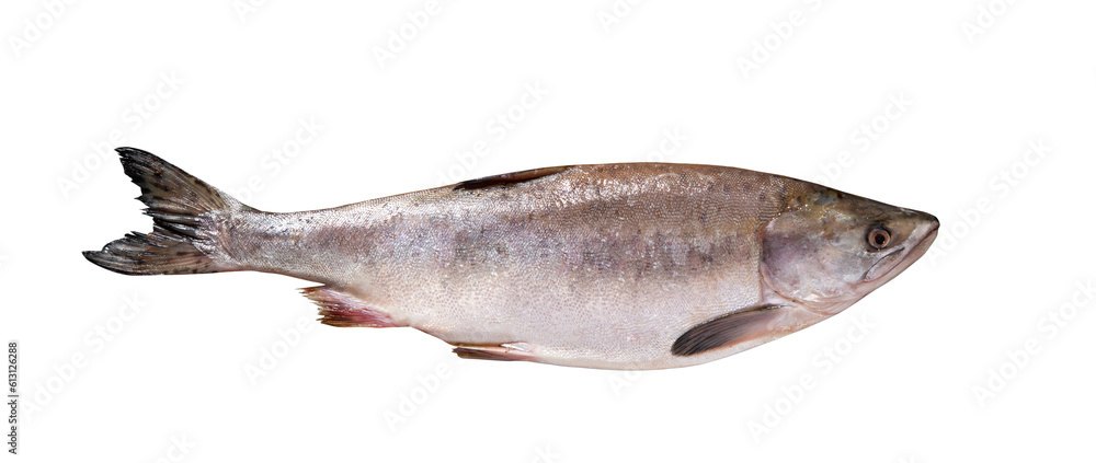 Top view of raw rainbow trout isolated on white background with ...