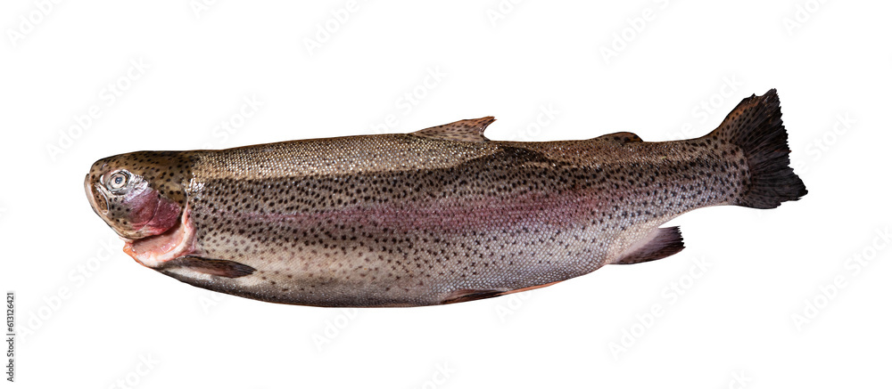 Top view of raw rainbow trout isolated on white background with ...