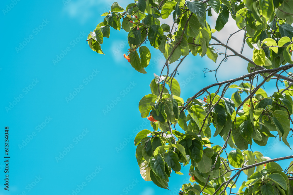 Cordia subcordata is a species of flowering tree in the borage family ...