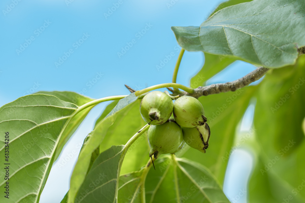 Cordia subcordata is a species of flowering tree in the borage family ...