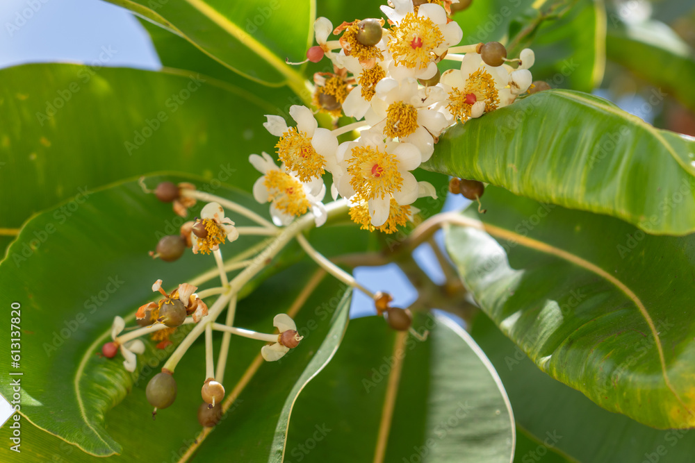 Calophyllum inophyllum is a large evergreen plant, commonly called ...